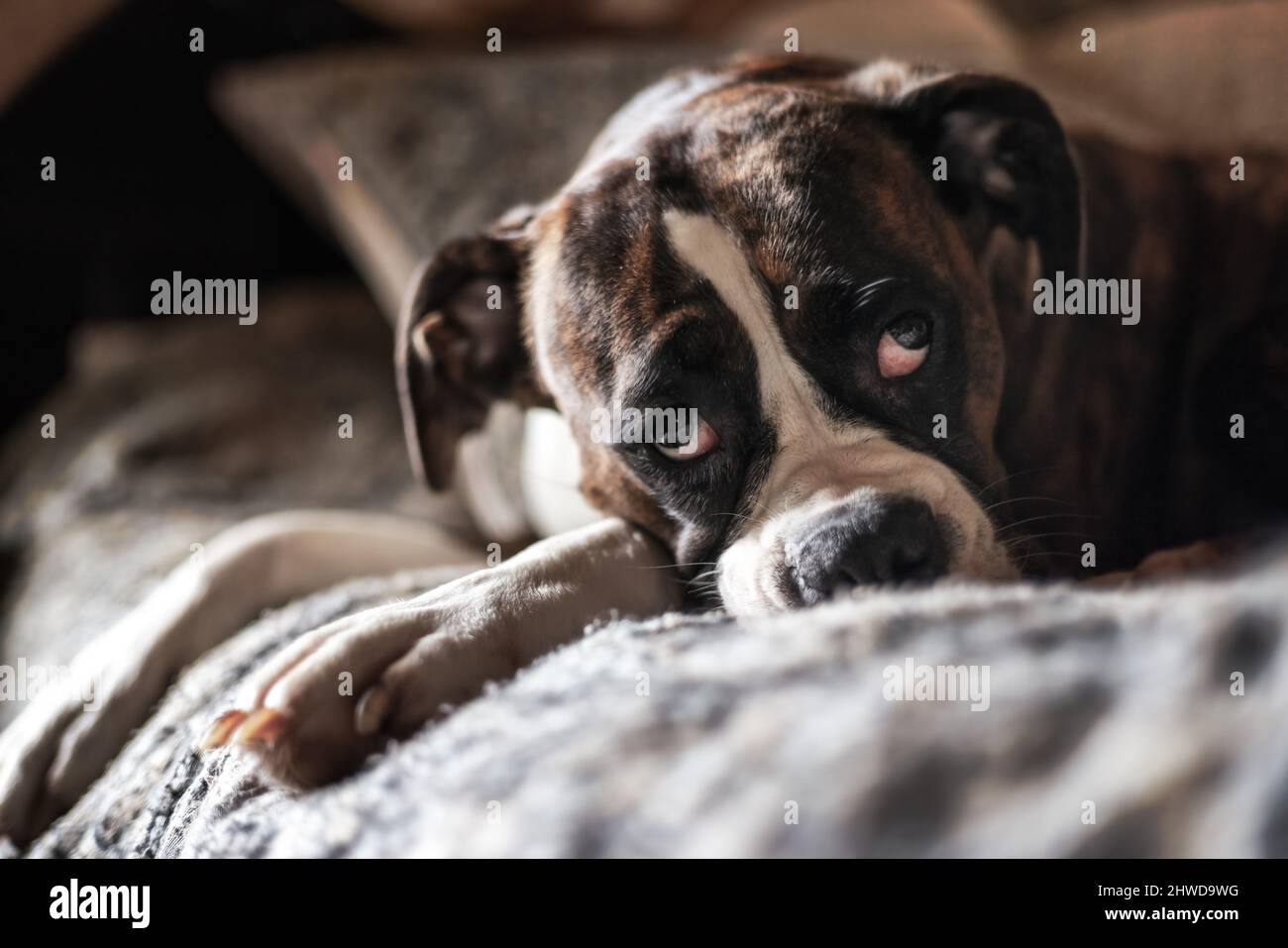 Portrait of a cute female Boxer Dog Stock Photo - Alamy