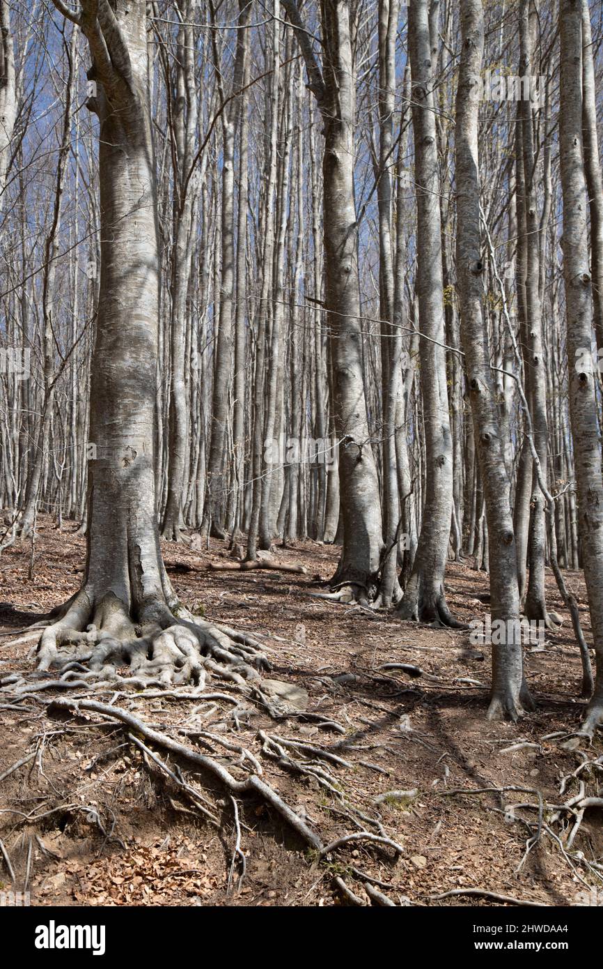 Trees and roots in a forest in Santa Fe del Montseny in Catalonia Stock ...