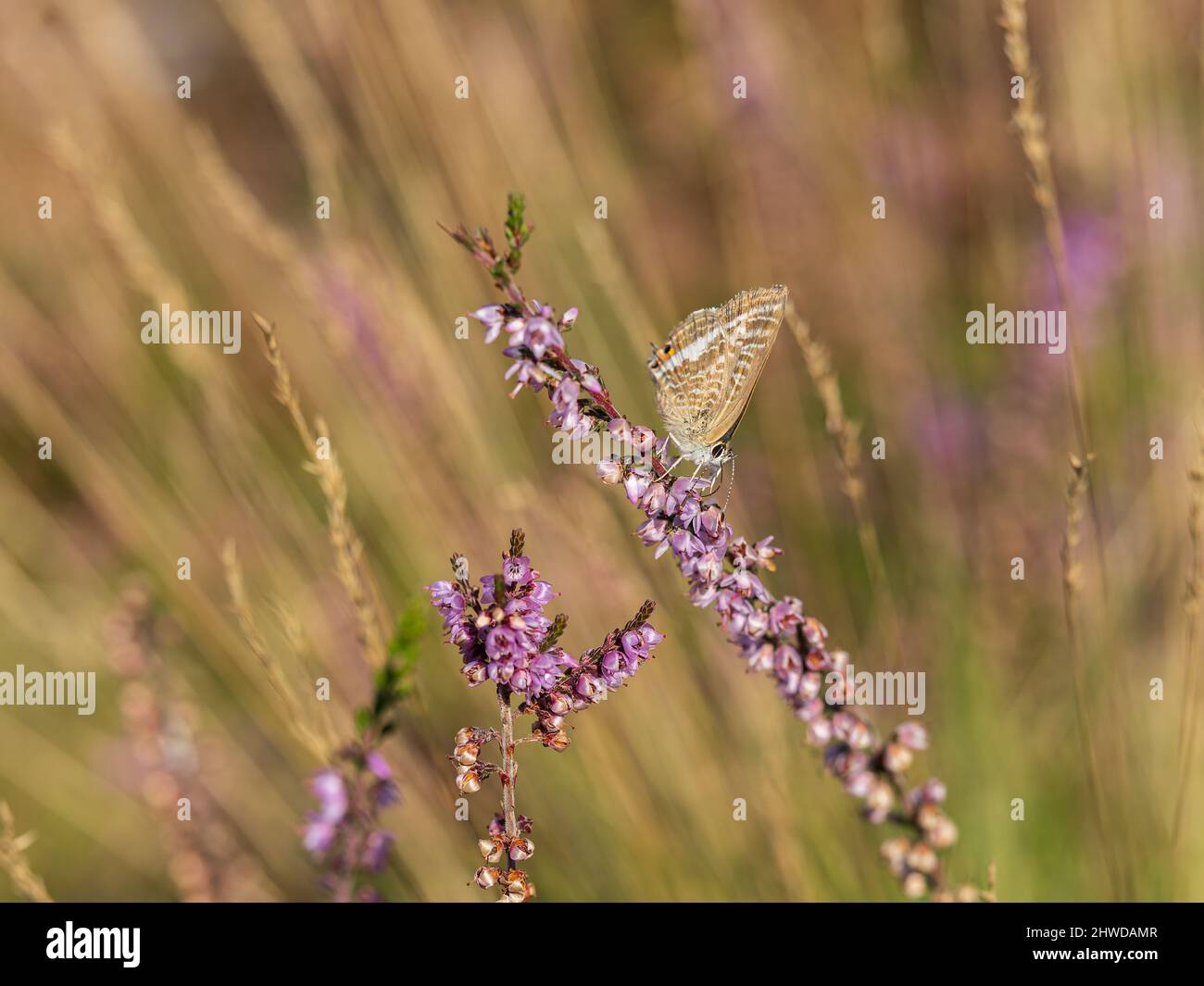 Long-tailed Blue Butterfly on Bell Heather Stock Photo - Alamy