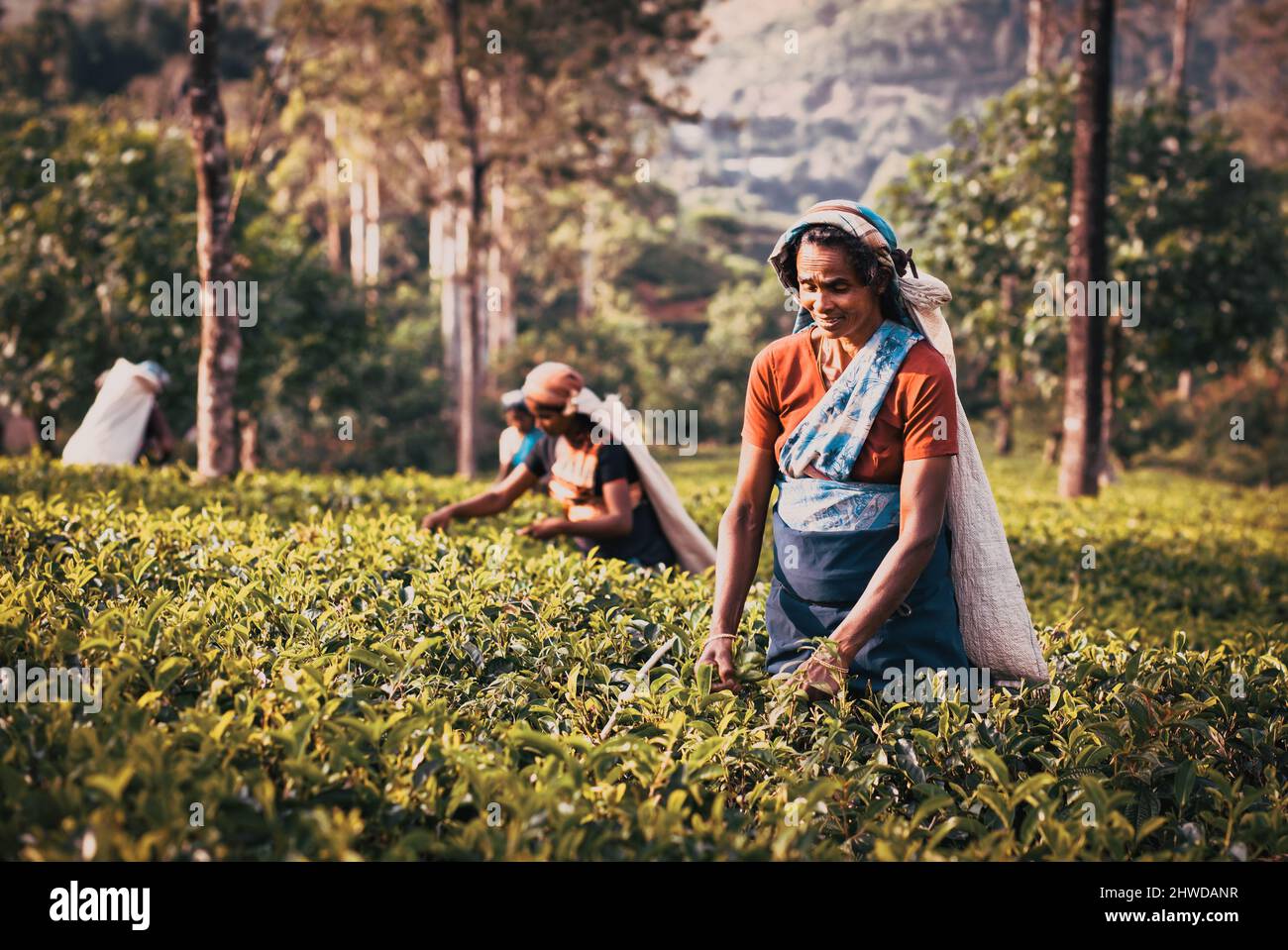 MASKELIYA, SRI LANKA - JANUARY 4 : Female tea picker in tea plantation ...