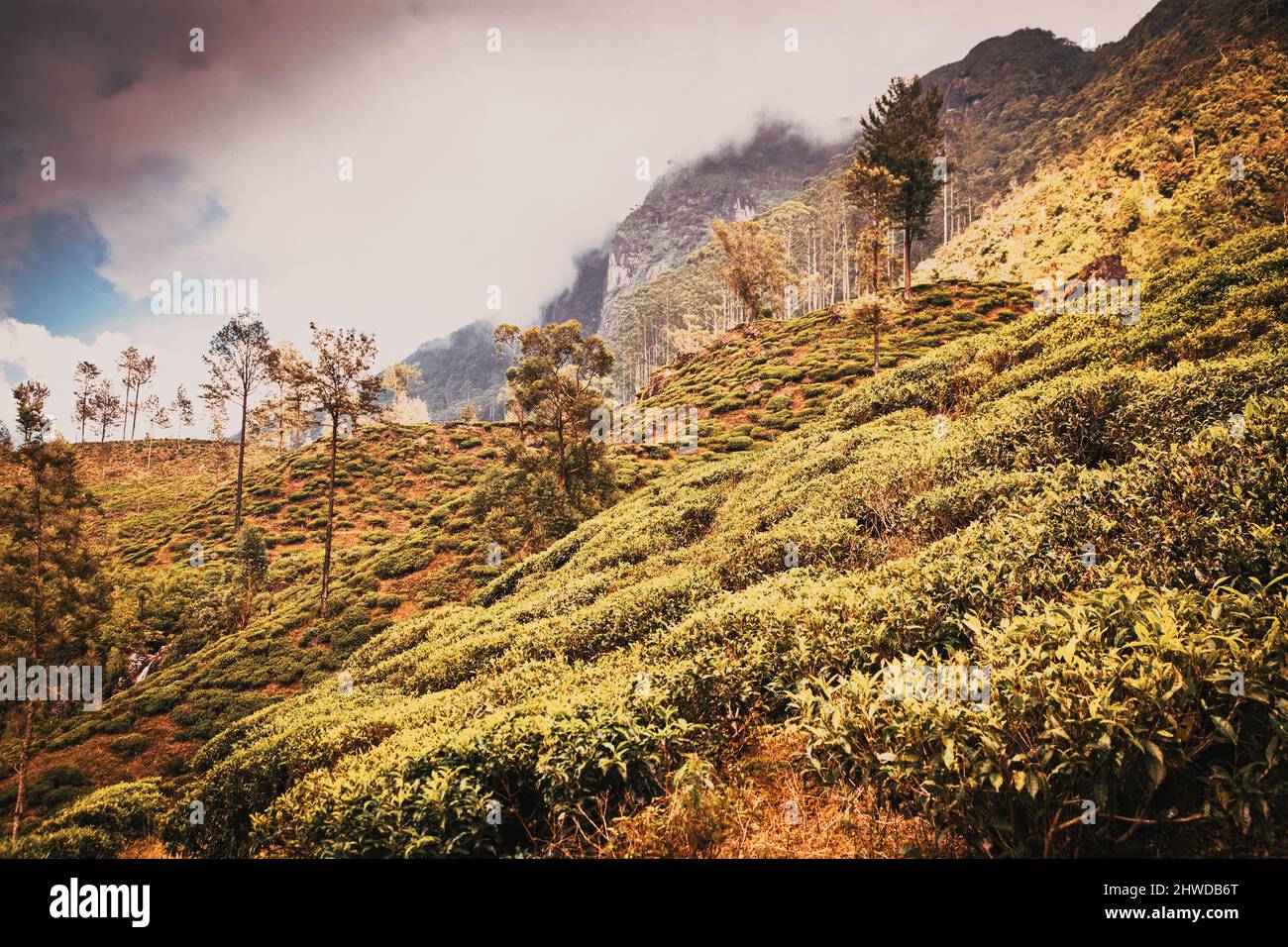 tea plantation landscape in the highlands of Sri Lanka Stock Photo - Alamy