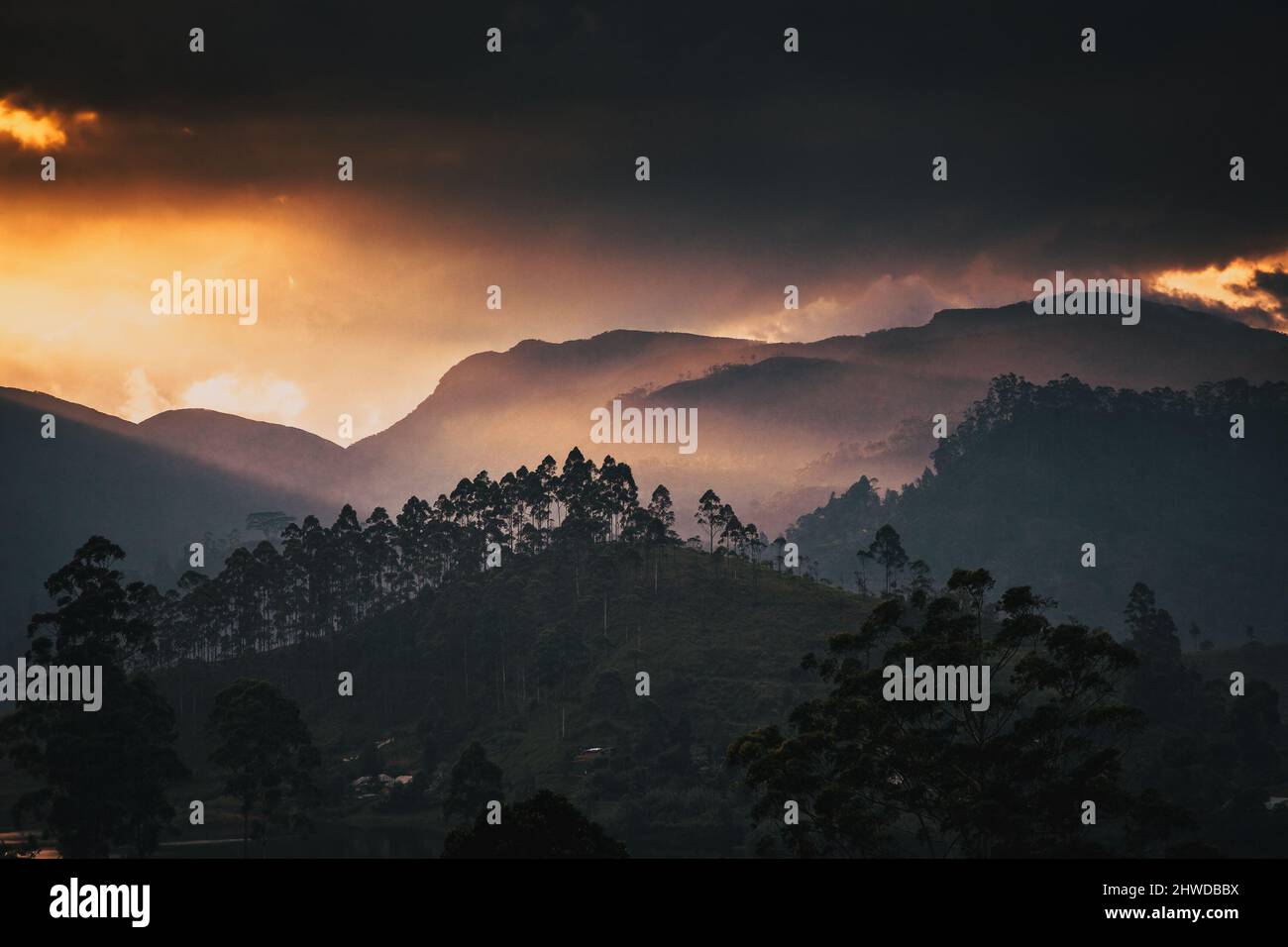 Tea plantation pond sky hi-res stock photography and images - Alamy