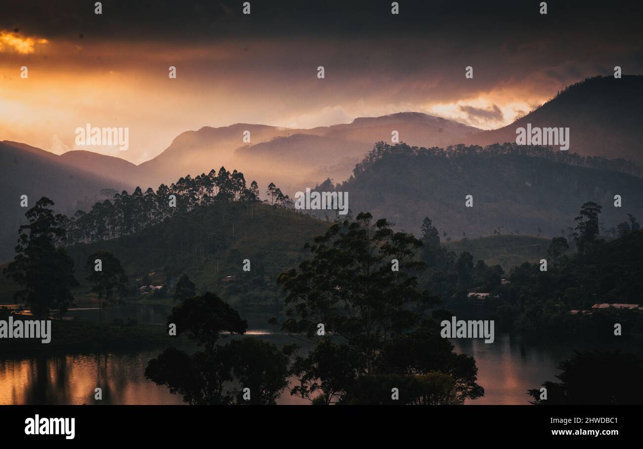 panorama of the tea plantations at sunset - Sri Pada peak in the ...
