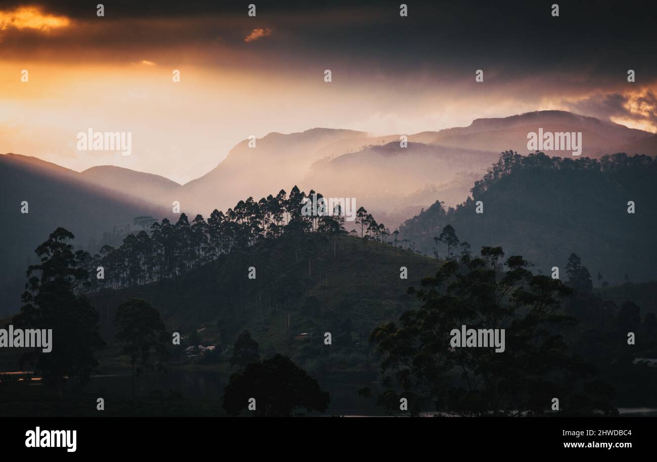 panorama of the tea plantations at sunset - Sri Pada peak in the ...