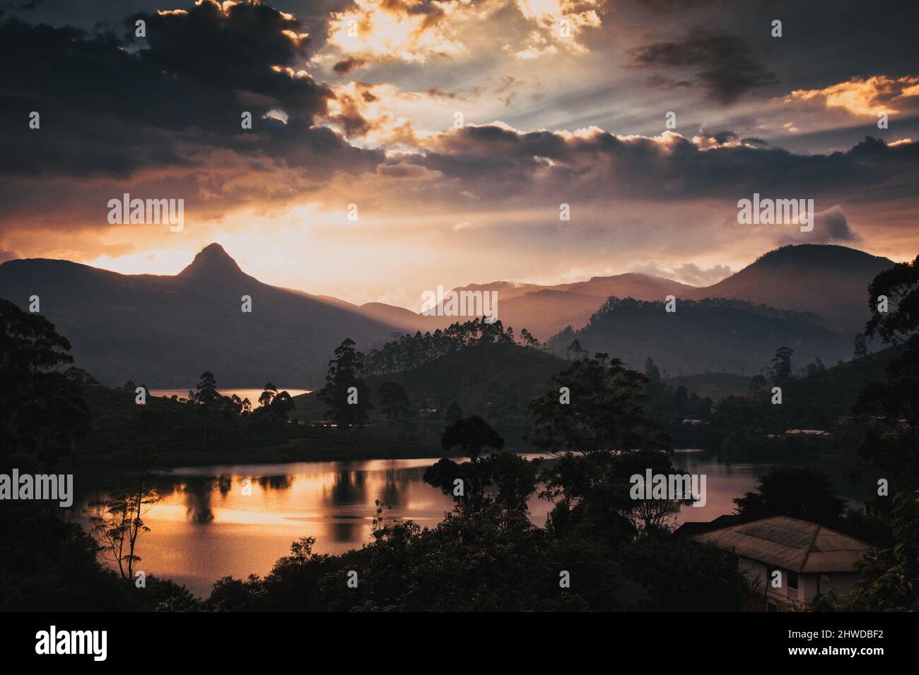 panorama of the tea plantations at sunset - Sri Pada peak in the ...