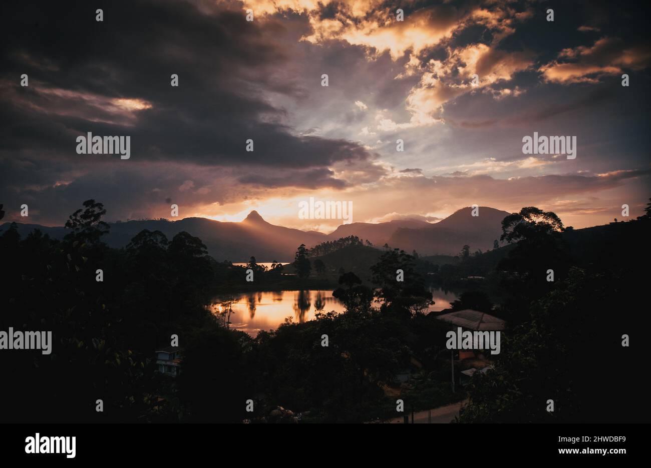 panorama of the tea plantations at sunset - Sri Pada peak in the ...