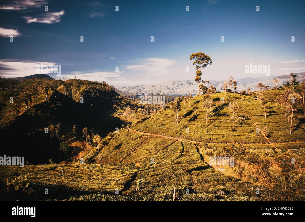 tea plantation landscape in the highlands of Sri Lanka Stock Photo - Alamy