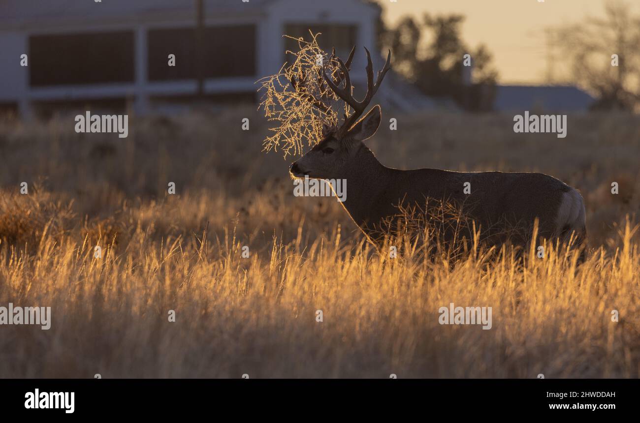 Mule Deer Buck During the Rut in Autumn in Colorado Stock Photo - Alamy
