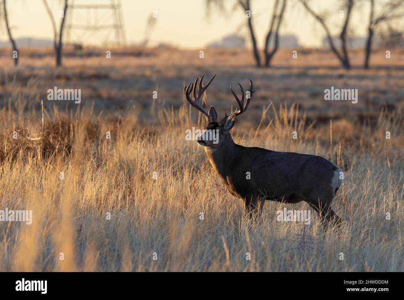 Mule Deer Buck During the Rut in Autumn in Colorado Stock Photo - Alamy