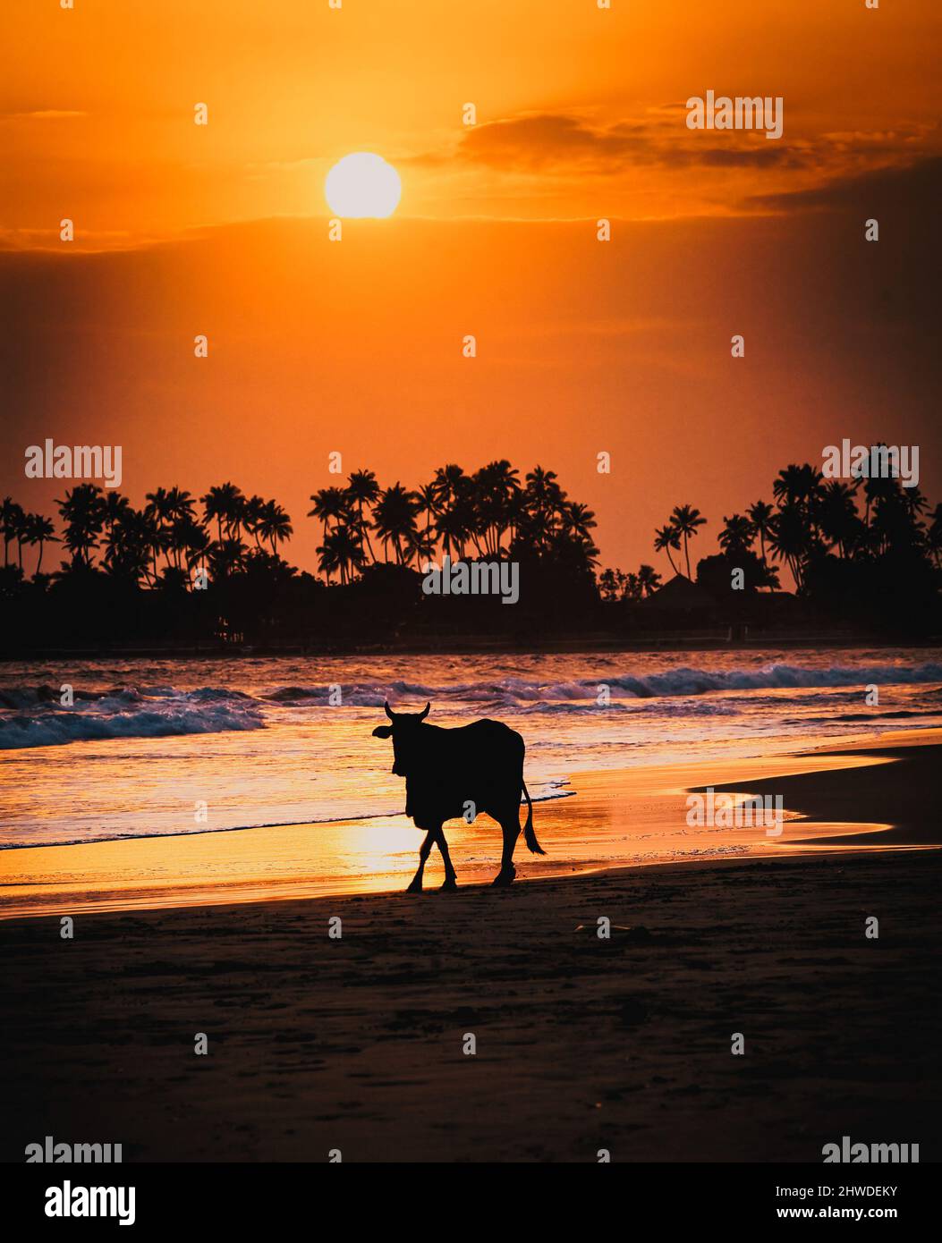 holy cow on the beach in India at sunset Stock Photo - Alamy