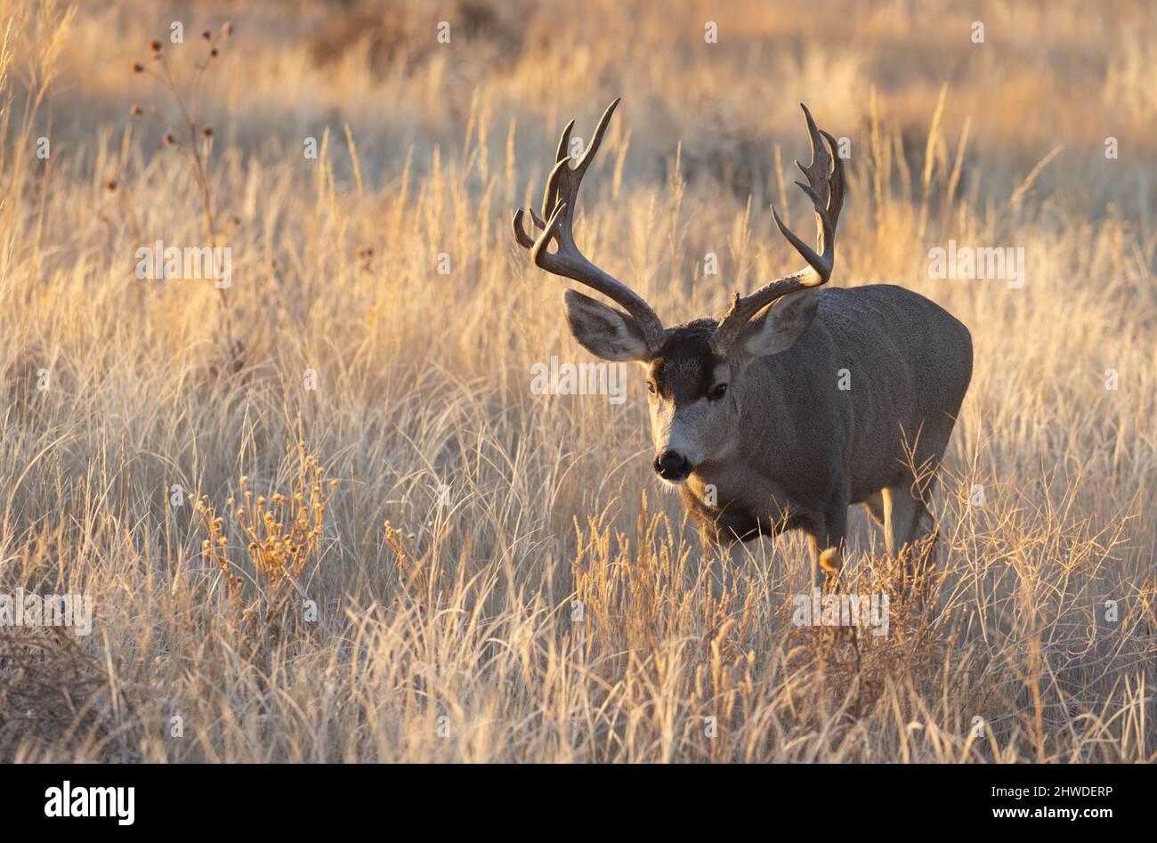 Mule Deer Buck During the Rut in Autumn in Colorado Stock Photo - Alamy