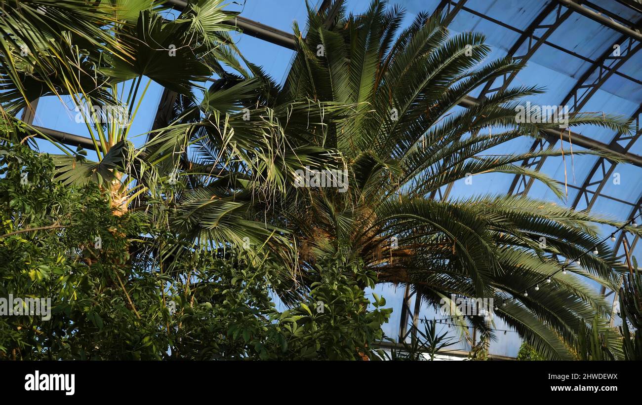 Palm trees and exotic plants on background of greenhouse windows ...