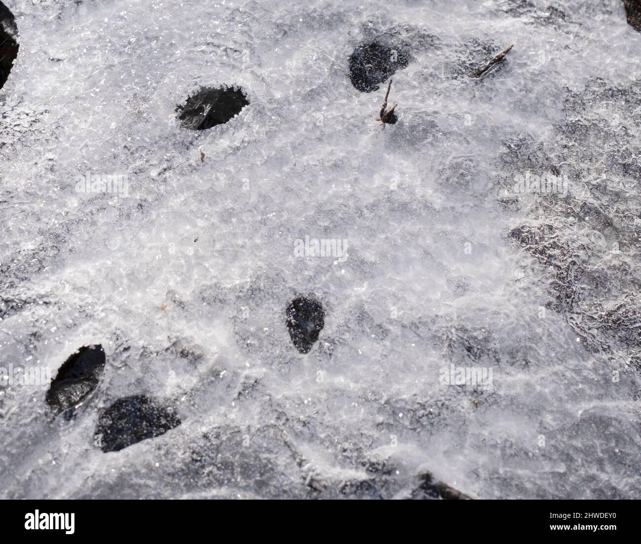Crystals of the ice in swamp waters, Kemeri National Park, Latvia Stock ...