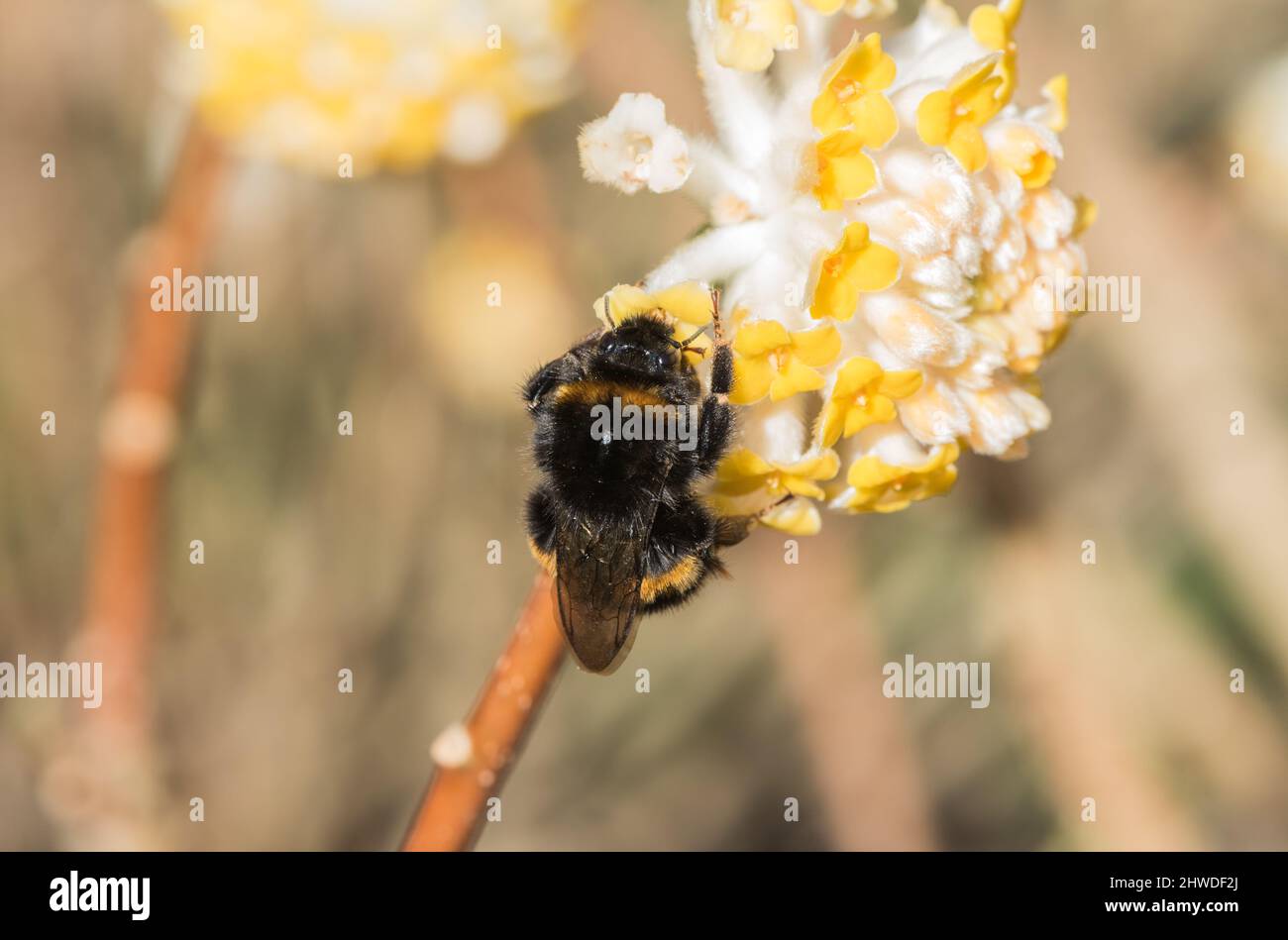 Early Bumble-bee (Bombus sp.) feeding on Edgeworthia chrysantha Stock ...
