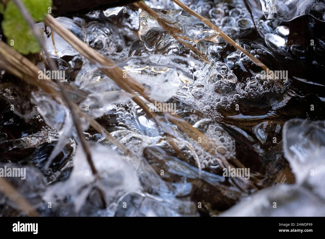 Icicles formed on plants in creek waters in closeup Stock Photo - Alamy