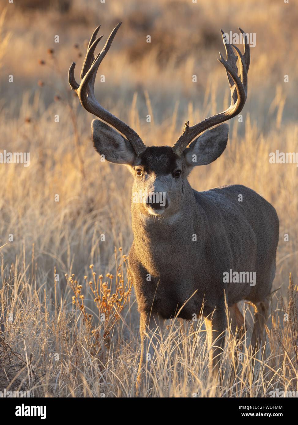 Mule Deer Buck During the Rut in Autumn in Colorado Stock Photo - Alamy