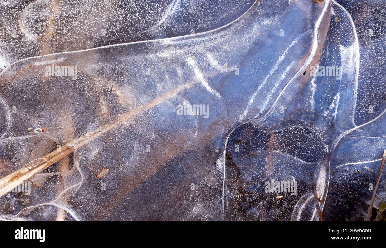 Geometry of the ice surface in swamp waters, Kemeri National Park ...