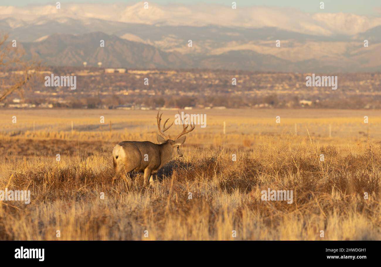 Mule Deer Buck During the Rut in Autumn in Colorado Stock Photo - Alamy