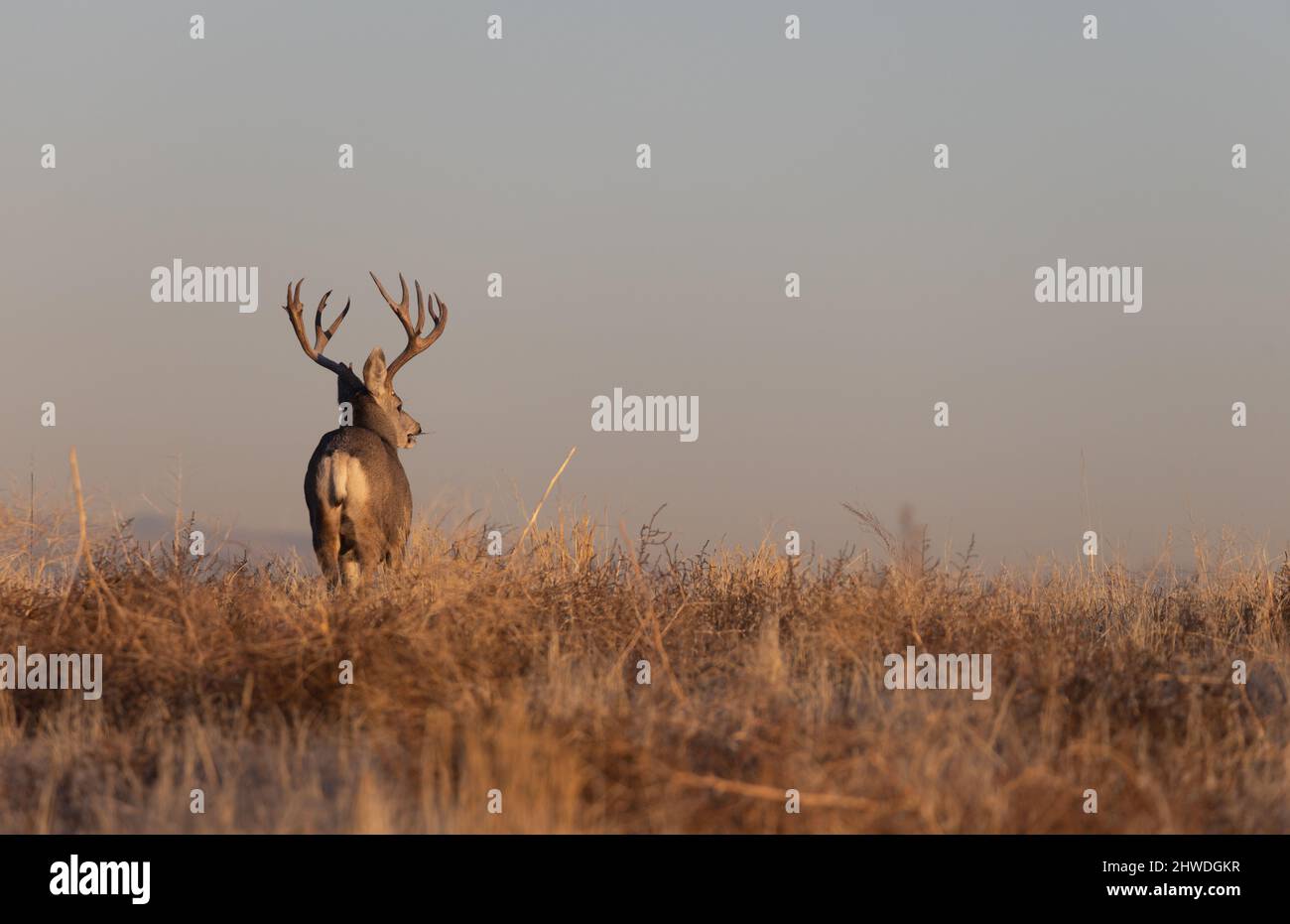Mule Deer Buck During the Rut in Autumn in Colorado Stock Photo - Alamy