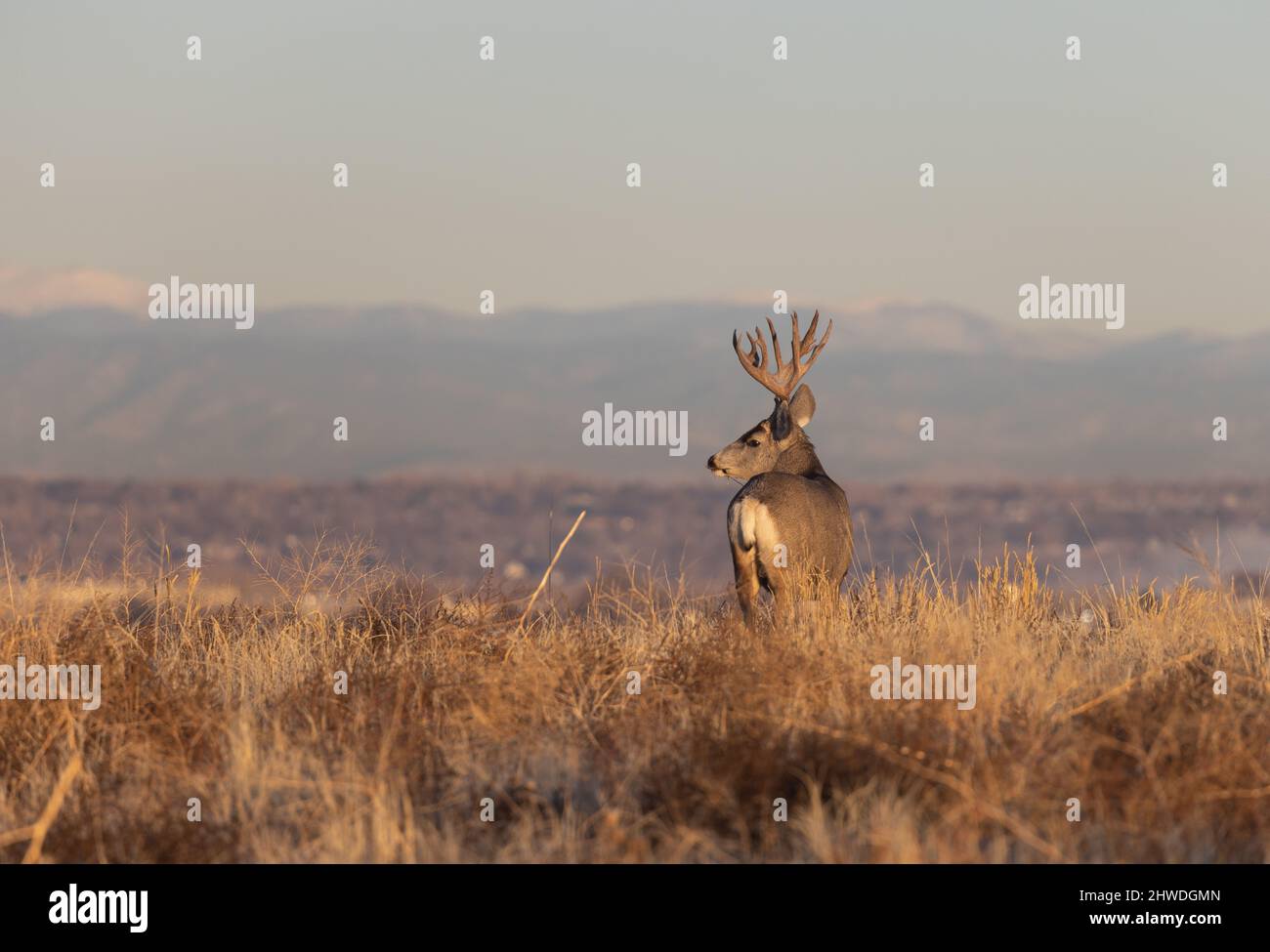 Mule Deer Buck During the Rut in Autumn in Colorado Stock Photo - Alamy