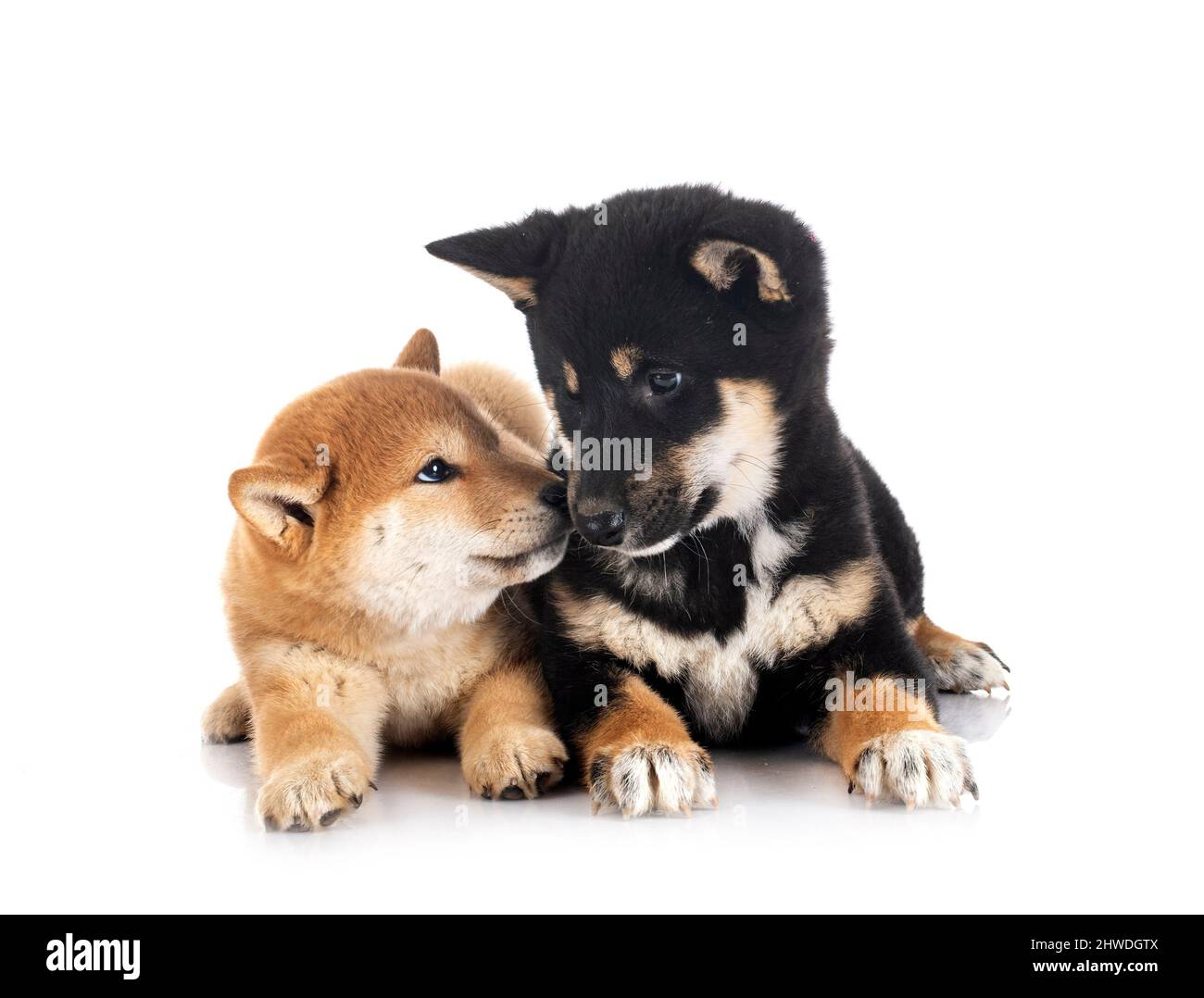 White Female Shiba Inu