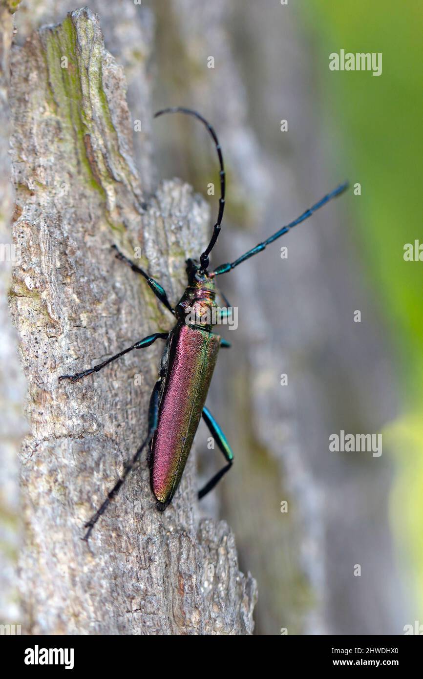 Musk Beetle - Aromia moschata (Cerambycidae - longhorn beetle) on the ...