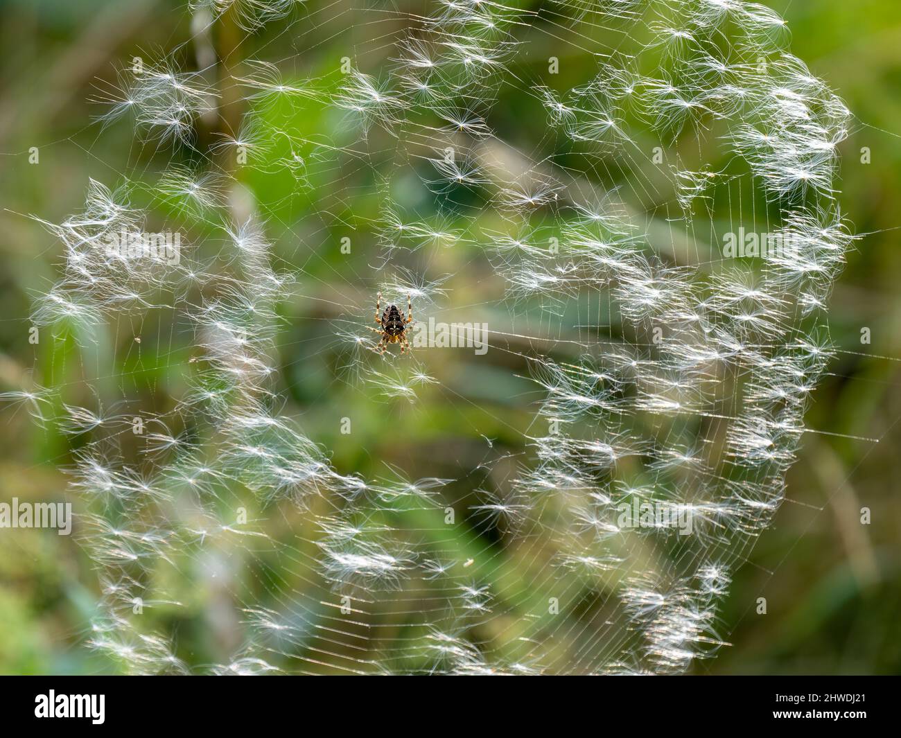 Spider on weed hi-res stock photography and images - Alamy
