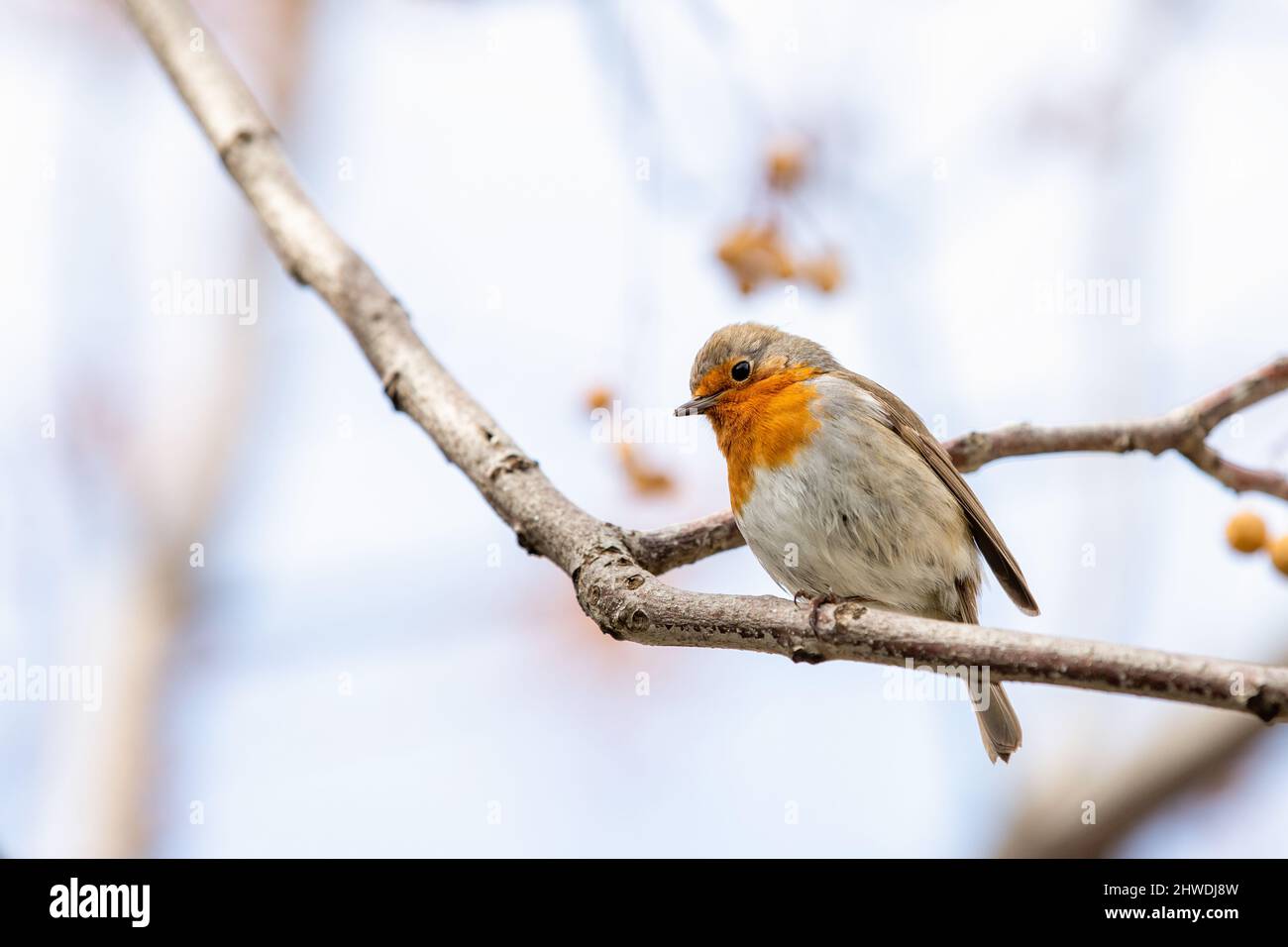 Robin or pomegranate Nightingale is a species of bird classified in the ...