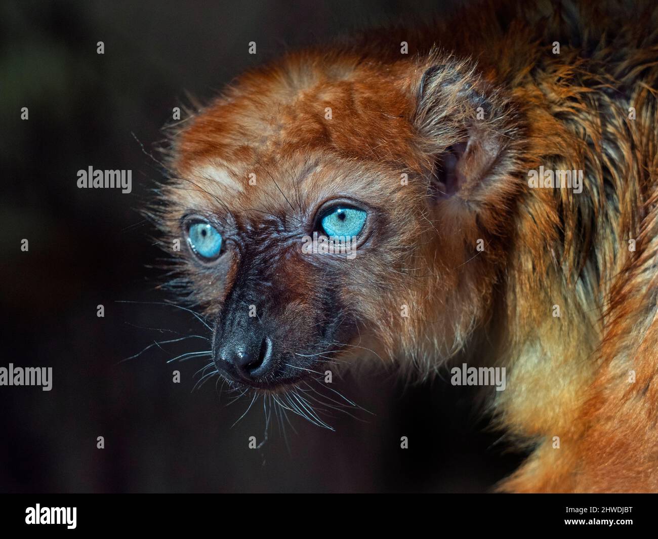 female Blue-eyed black lemur Eulemur flavifrons female also known as ...