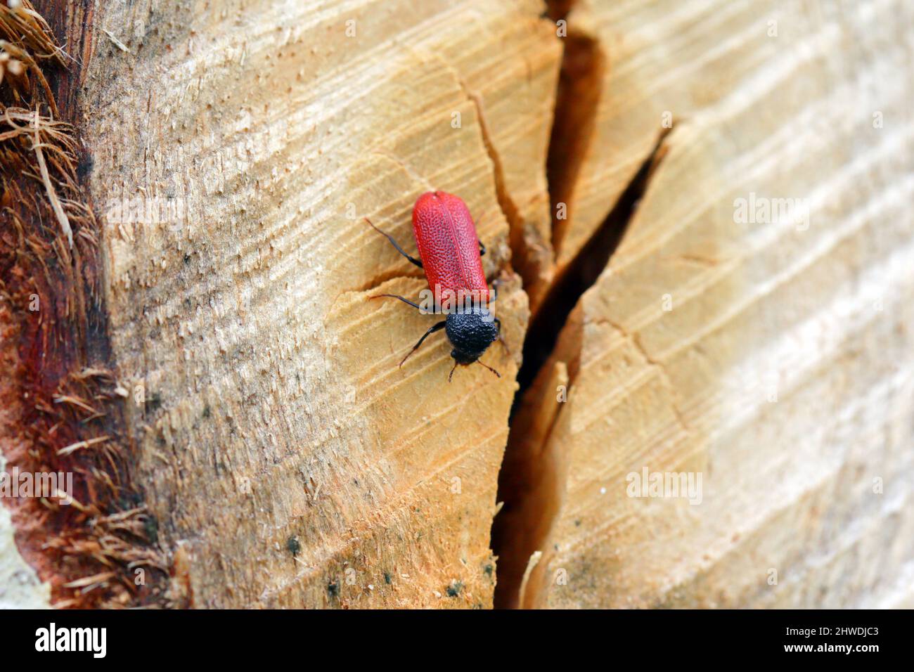 Capuchin beetle (latin name: Bostrichus capucinus - Bostrychidae ...