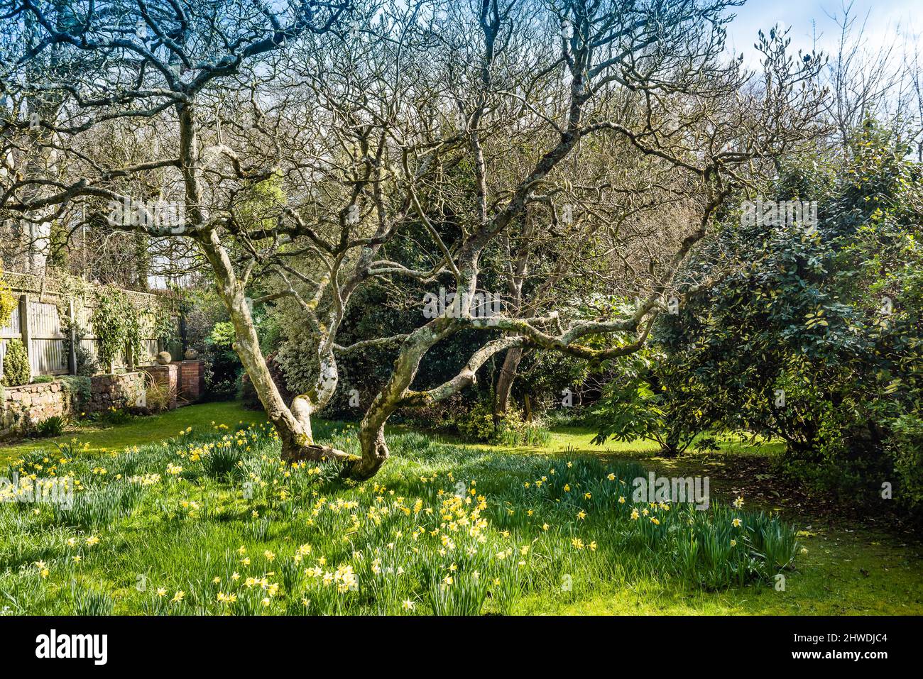 Early Spring in an English Country Garden Stock Photo - Alamy