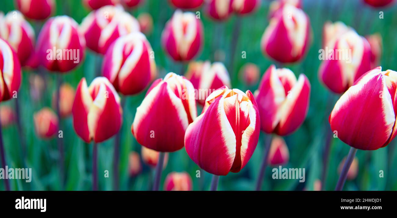 pink tulip flower closeup with colorful natural background. fresh tulip ...
