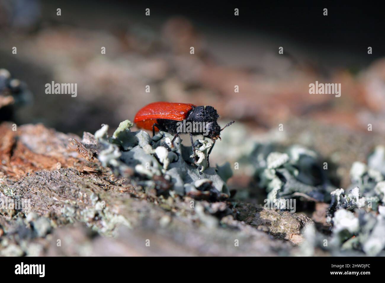 Capuchin beetle (latin name: Bostrichus capucinus - Bostrychidae ...