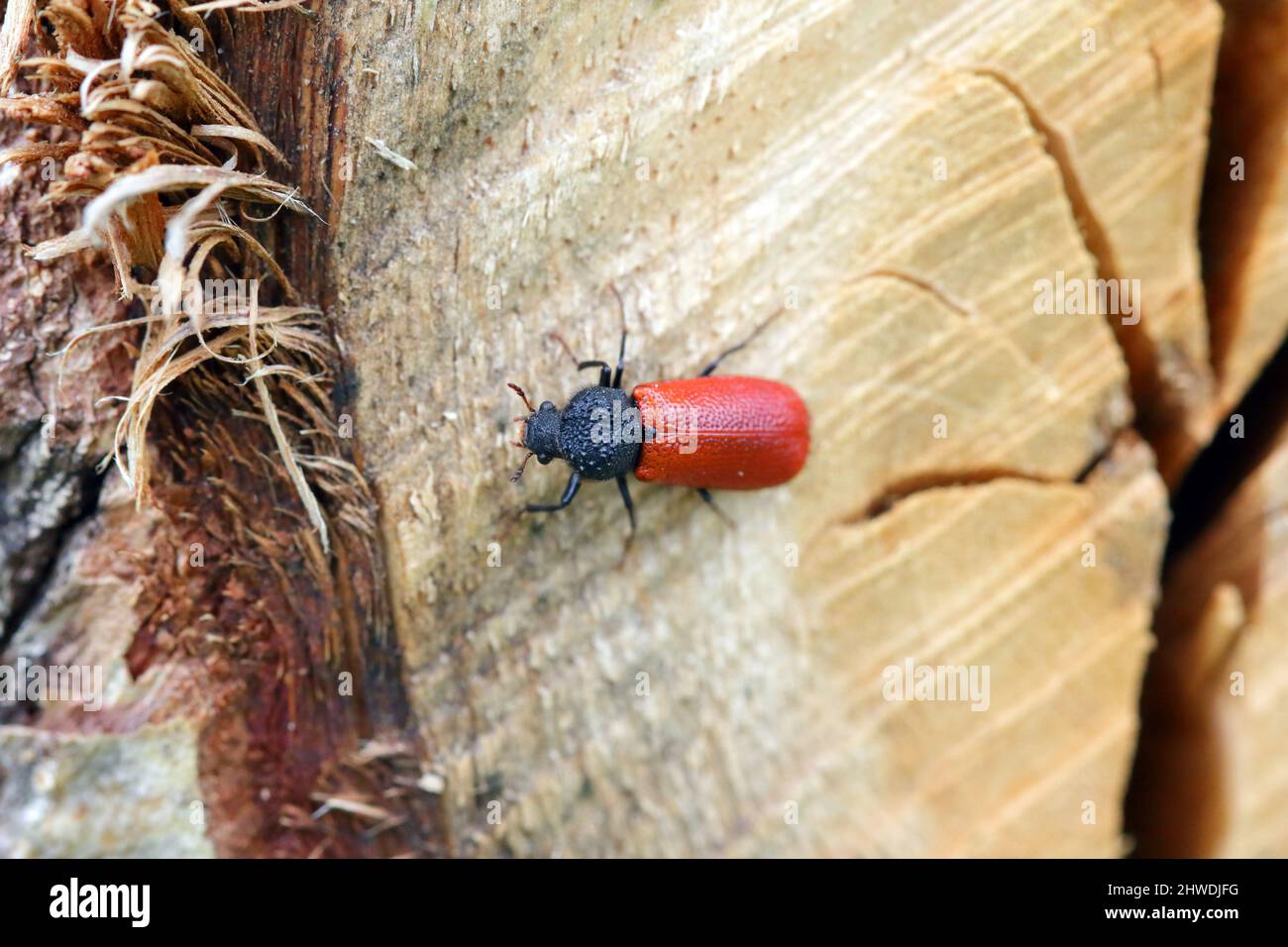 Capuchin beetle (latin name: Bostrichus capucinus - Bostrychidae ...