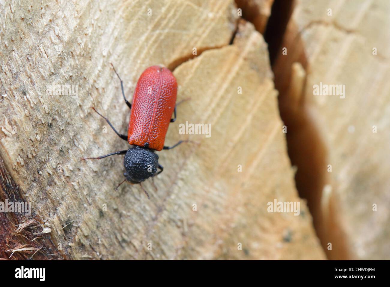 Capuchin beetle (latin name: Bostrichus capucinus - Bostrychidae ...