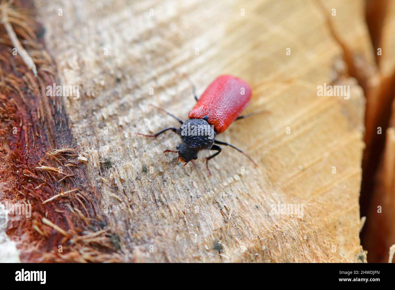 Capuchin beetle (latin name: Bostrichus capucinus - Bostrychidae ...