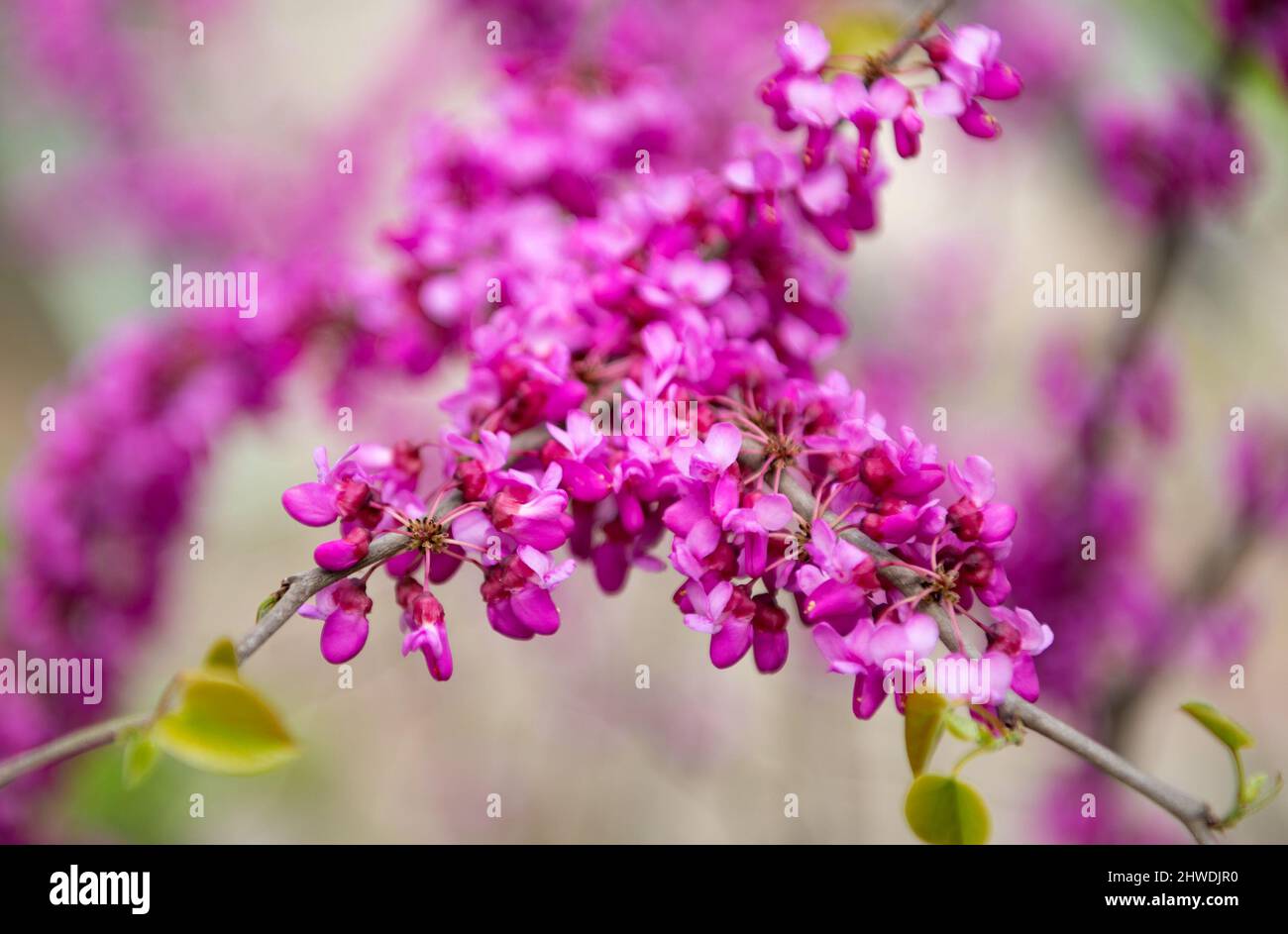 purple flower buds of blooming sakura tree in spring Stock Photo - Alamy
