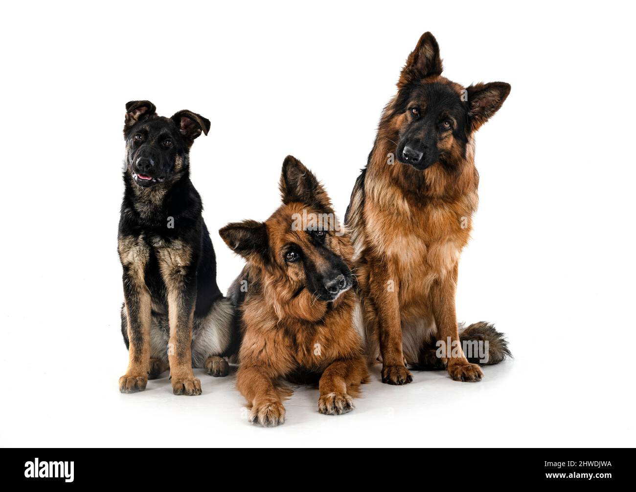 german shepherds in front of white background Stock Photo - Alamy