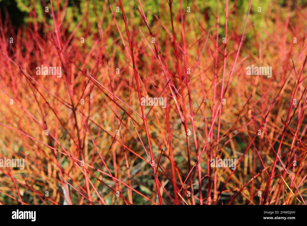 Architectural cornus shrub with red and orange stems without foliage in ...