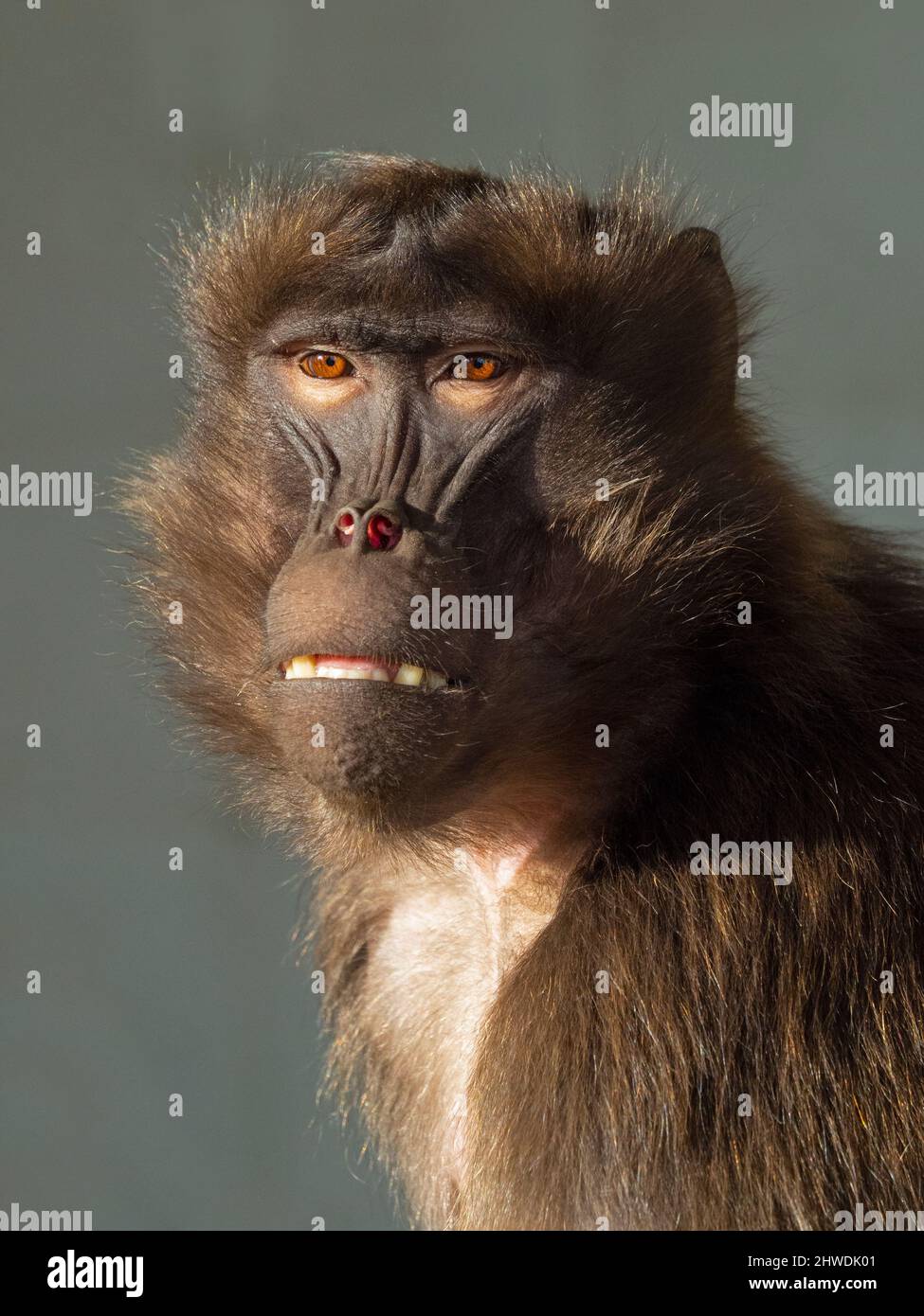 Ethiopian baboon monkey hi-res stock photography and images - Alamy