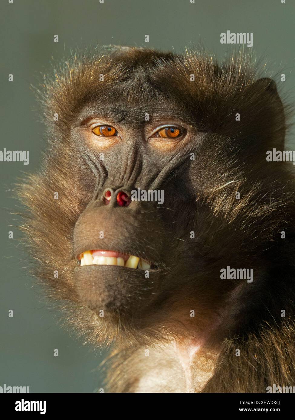 Gelada Baboon Theropithecus gelada Stock Photo - Alamy