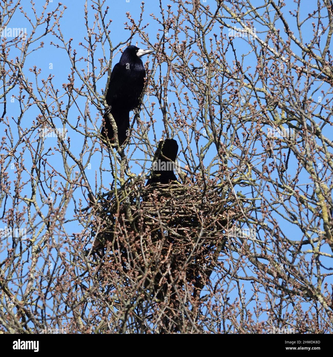 Two crows with springtime feelings. The nest has to be made. One crow ...