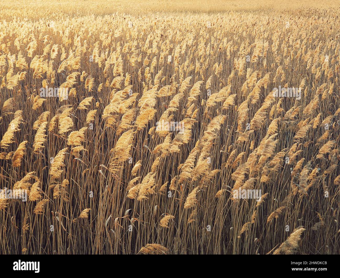 Dry reed texture in the sunset light. Parched wild bulrush plants ...