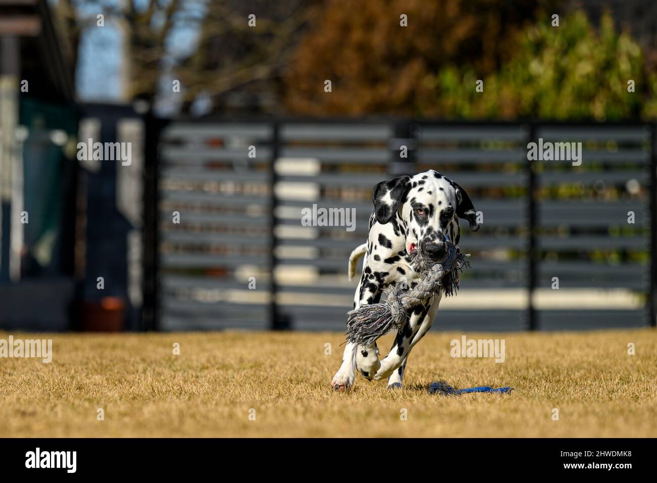 A young and playful dalmatian dog is captured in high speed motion ...