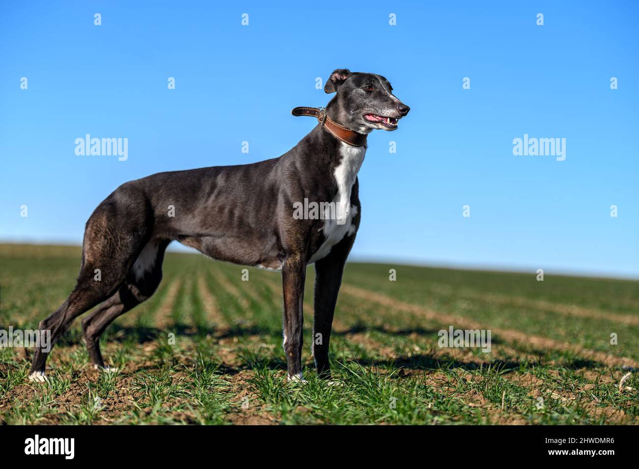 Racing greyhound standing hi-res stock photography and images - Alamy