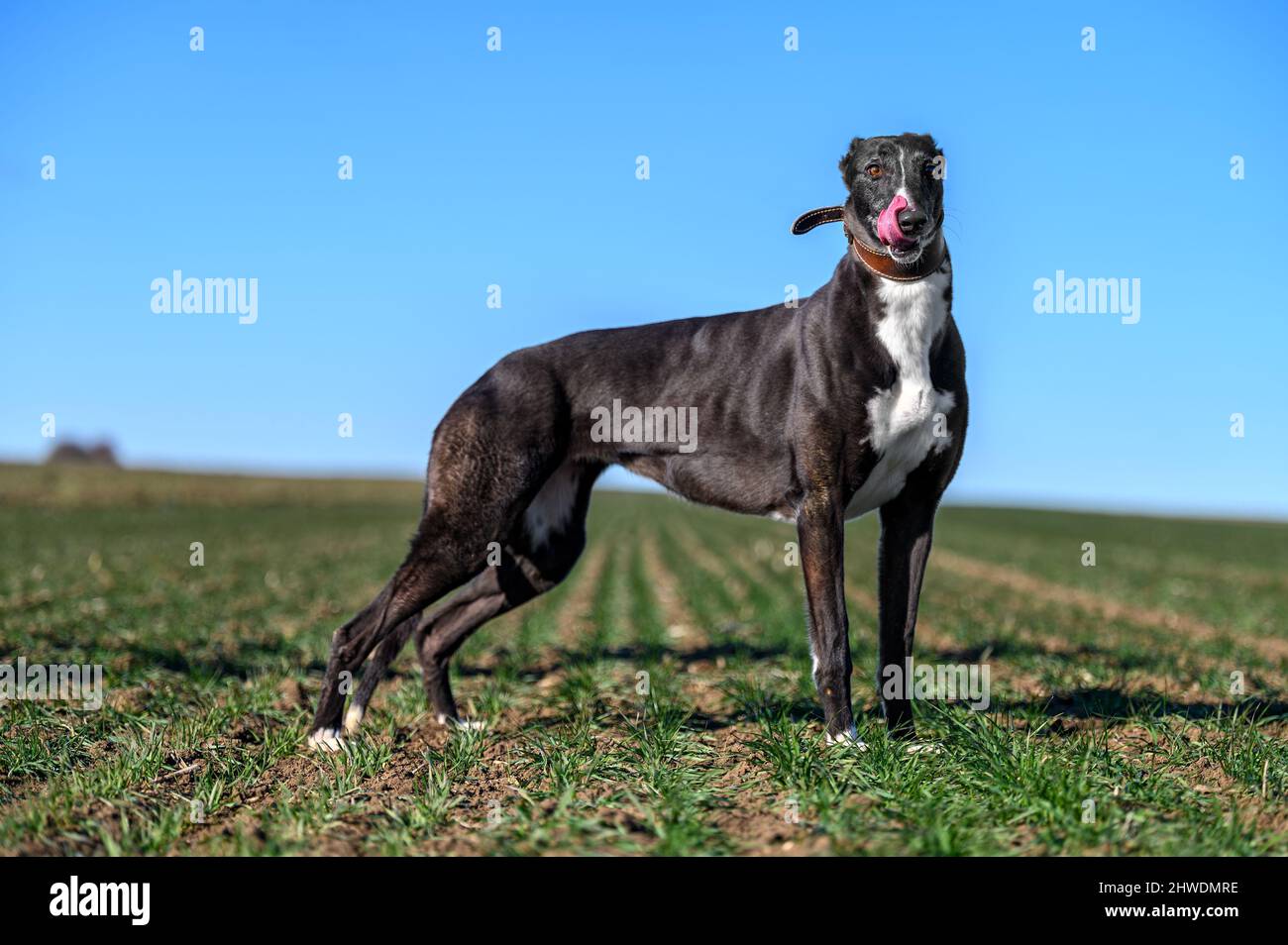 Full length photo of a greyhound standing against the blue sky in an ...