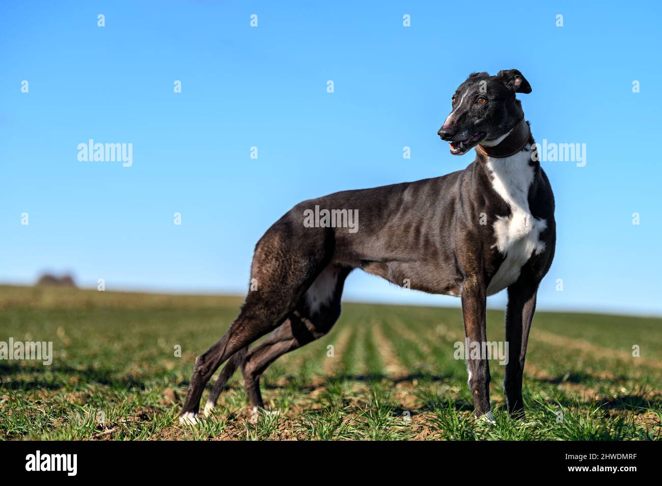 Full length photo of a greyhound standing against the blue sky in an ...