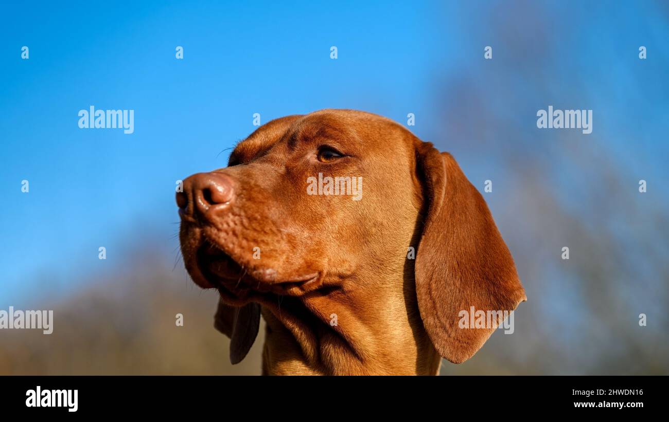 Close-up portrait of beautiful pure-bred Hungarian or Magyar Vizsla aka ...