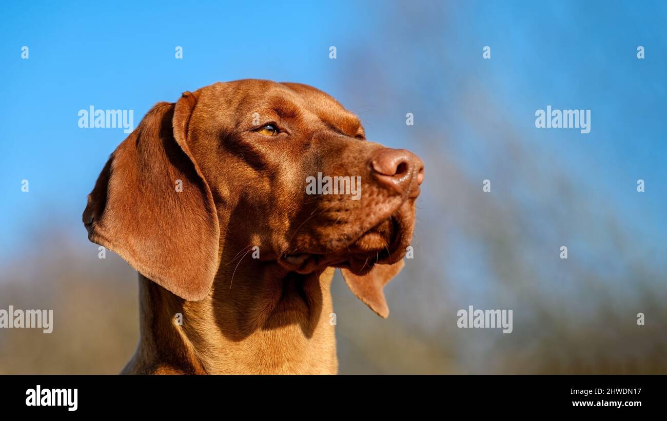 Close-up portrait of beautiful pure-bred Hungarian or Magyar Vizsla aka ...