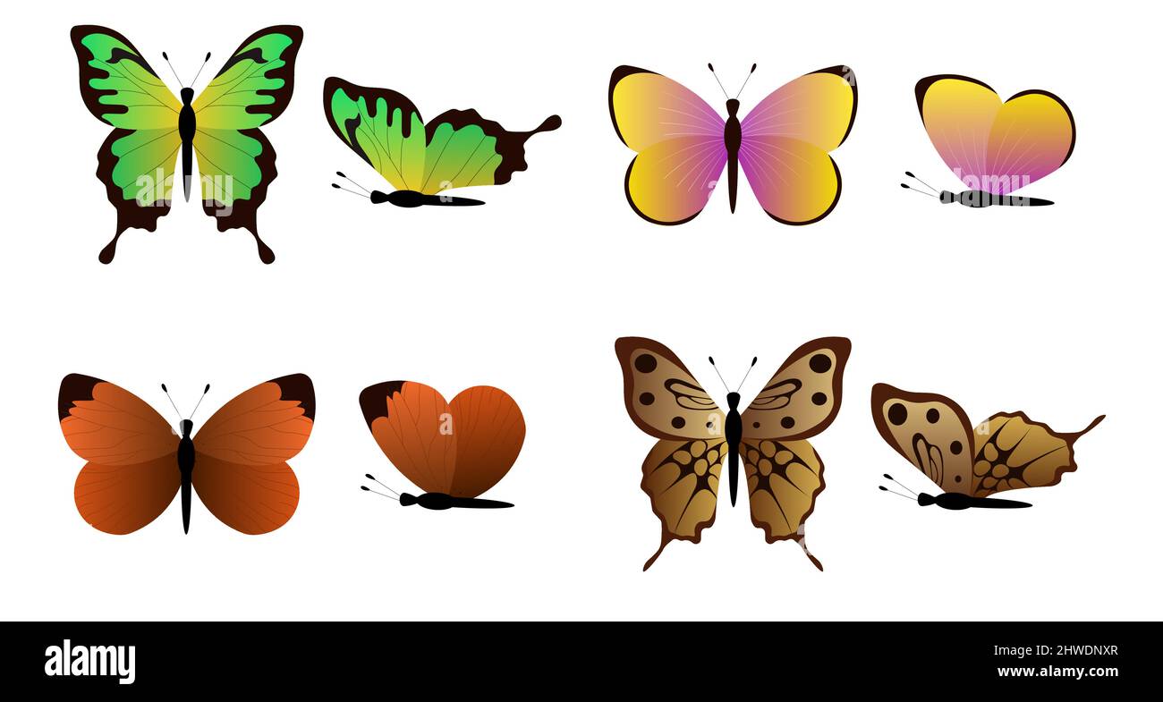 Set of elegant exotic butterflies Stock Vector Image & Art - Alamy